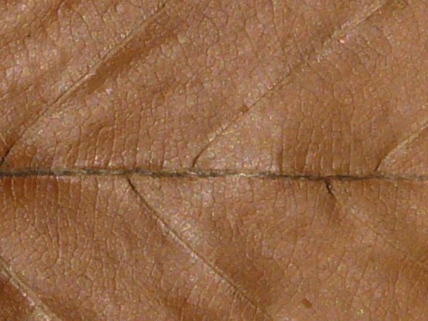 texture 0049 - Texturelib